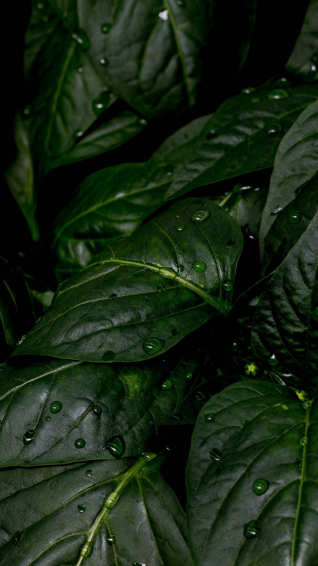 This & That – El Clair Foliage