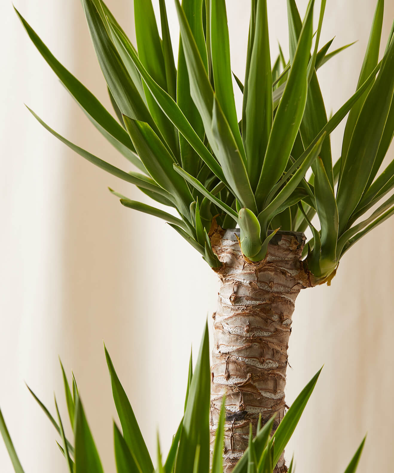 Yucca – El Clair Foliage