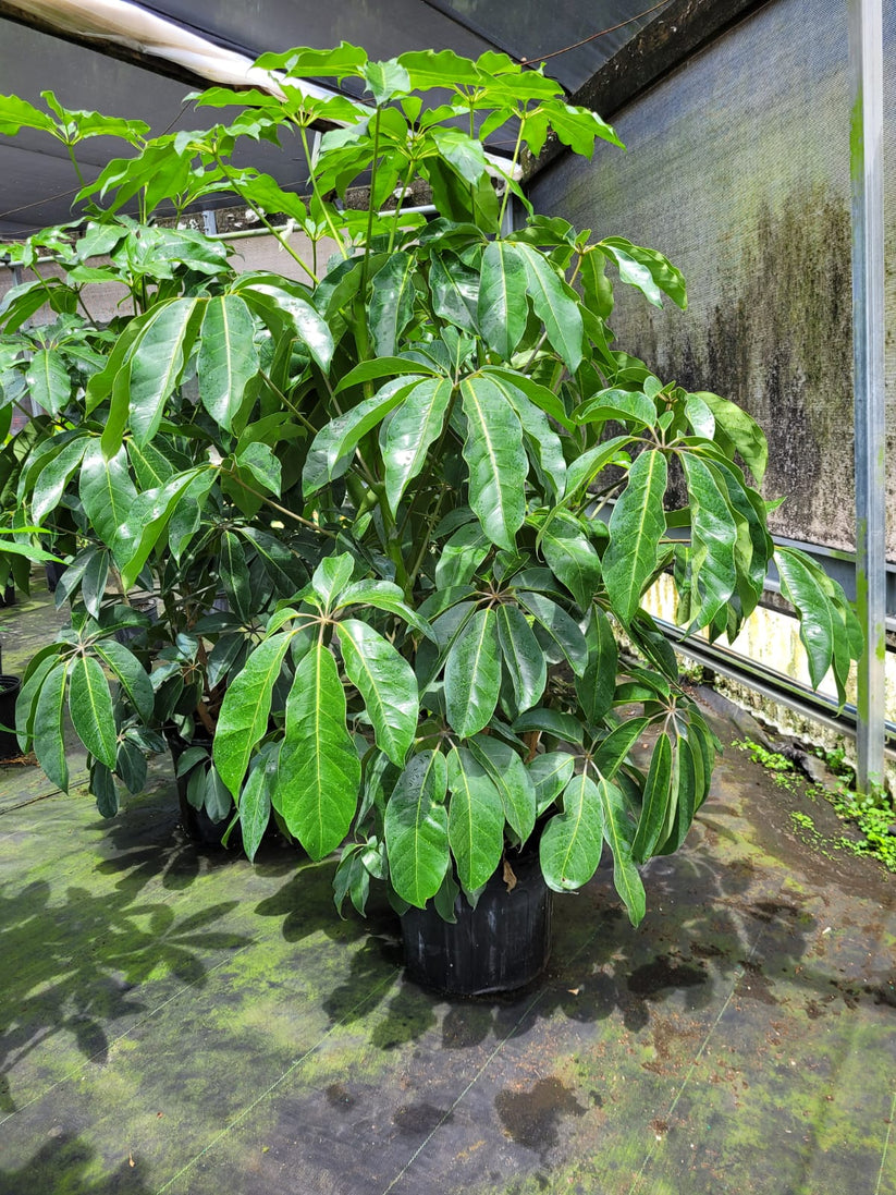 14'' Schefflera Amate – El Clair Foliage