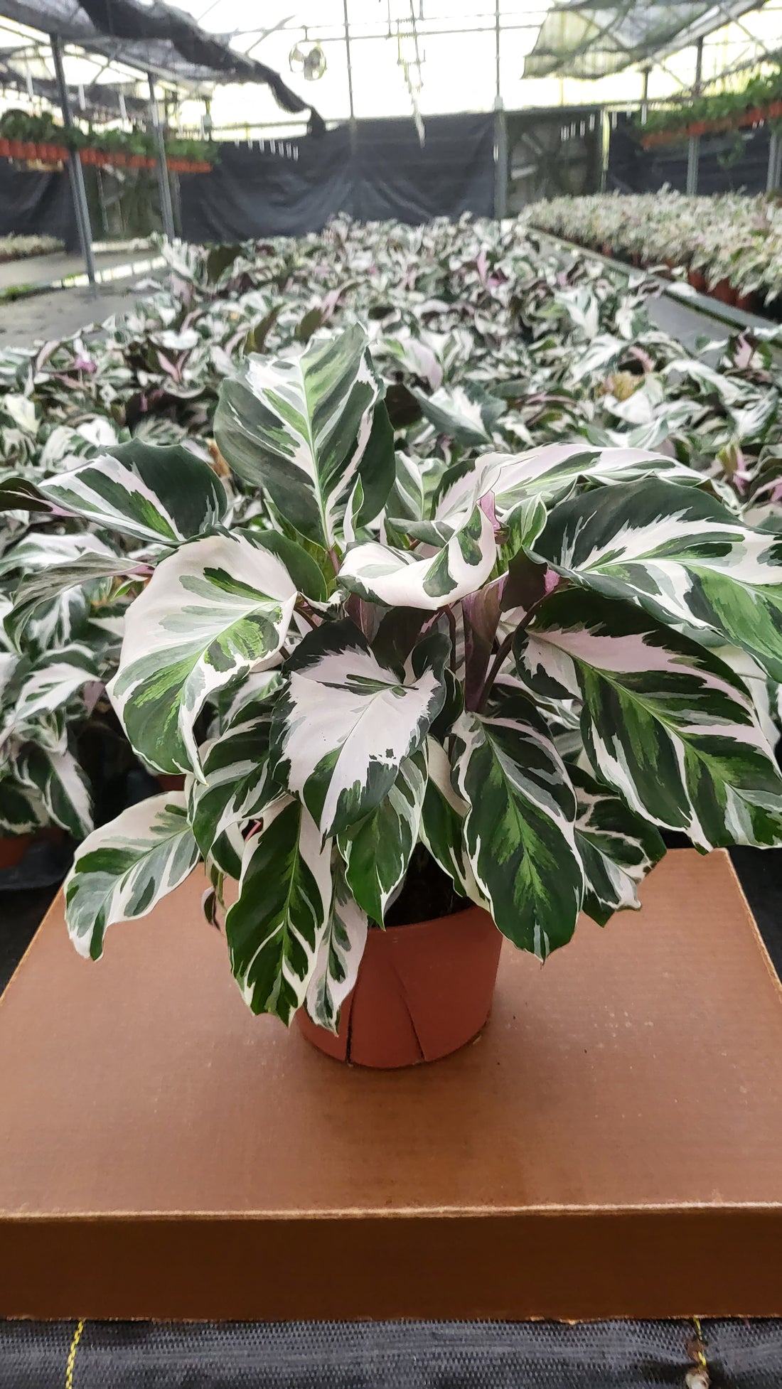 6" Calathea Stella – El Clair Foliage